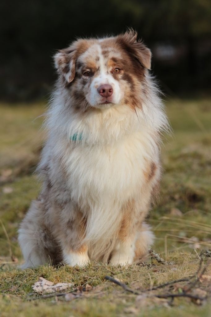 Liens - Elevage Spirit Little Red Tree - eleveur de chiens Berger ...