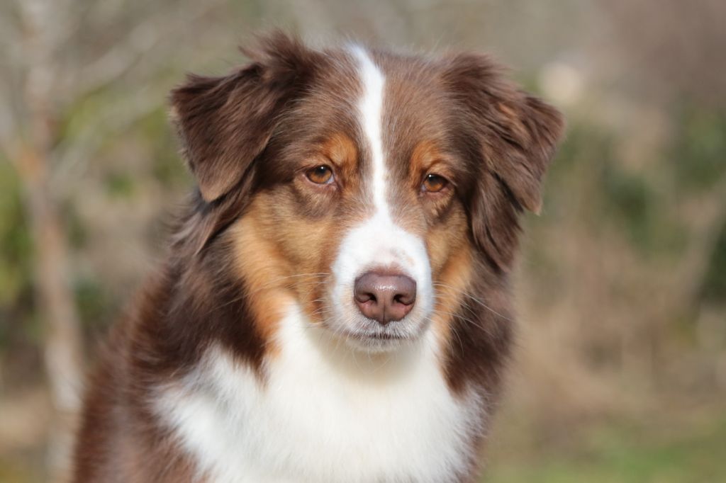 Liens - Elevage Spirit Little Red Tree - eleveur de chiens Berger ...