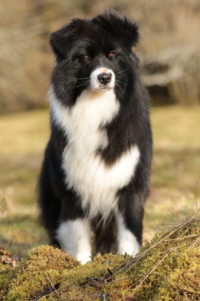 Liens - Elevage Spirit Little Red Tree - eleveur de chiens Berger ...